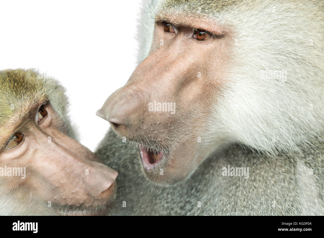 Close-up portrait of two monkeys, baboons communicating isolated on ...