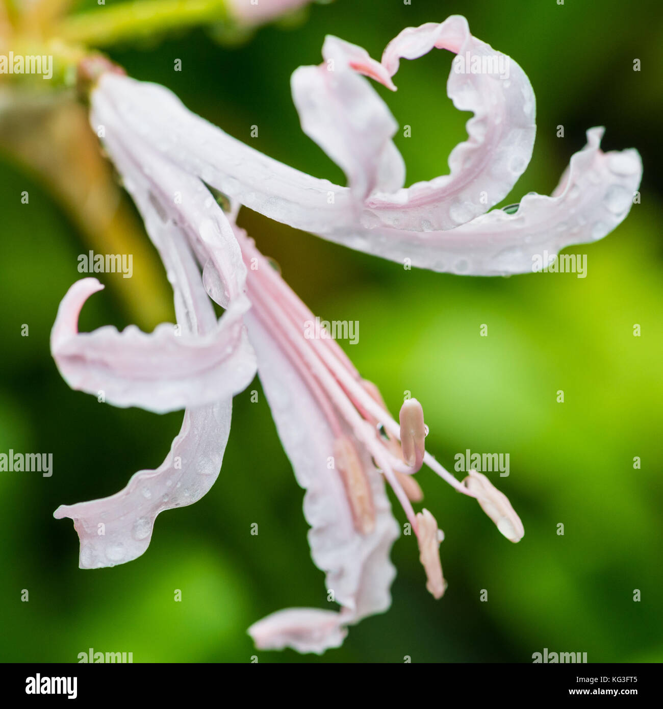 White nerine hi-res stock photography and images - Alamy