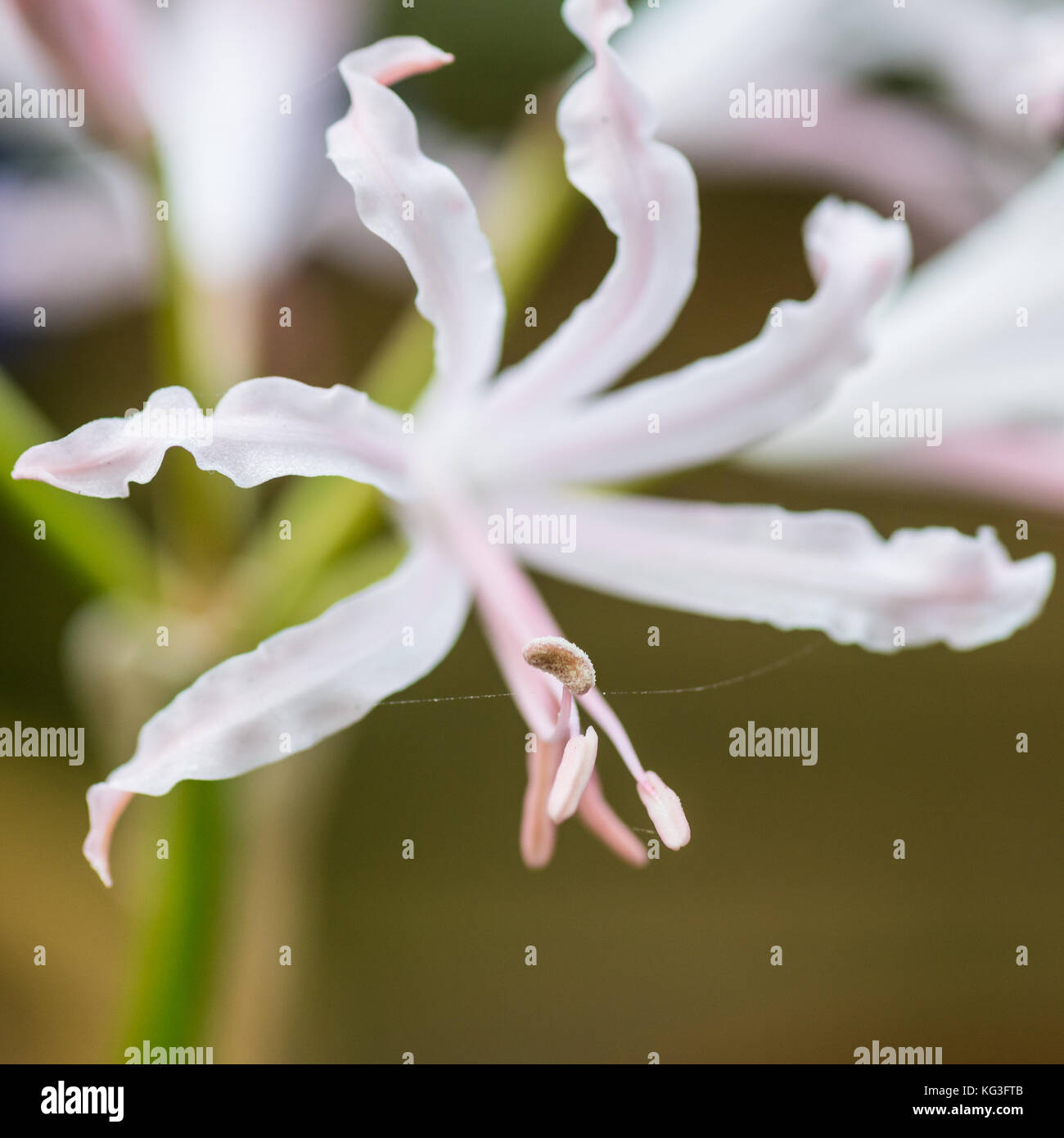 White nerine hi-res stock photography and images - Alamy