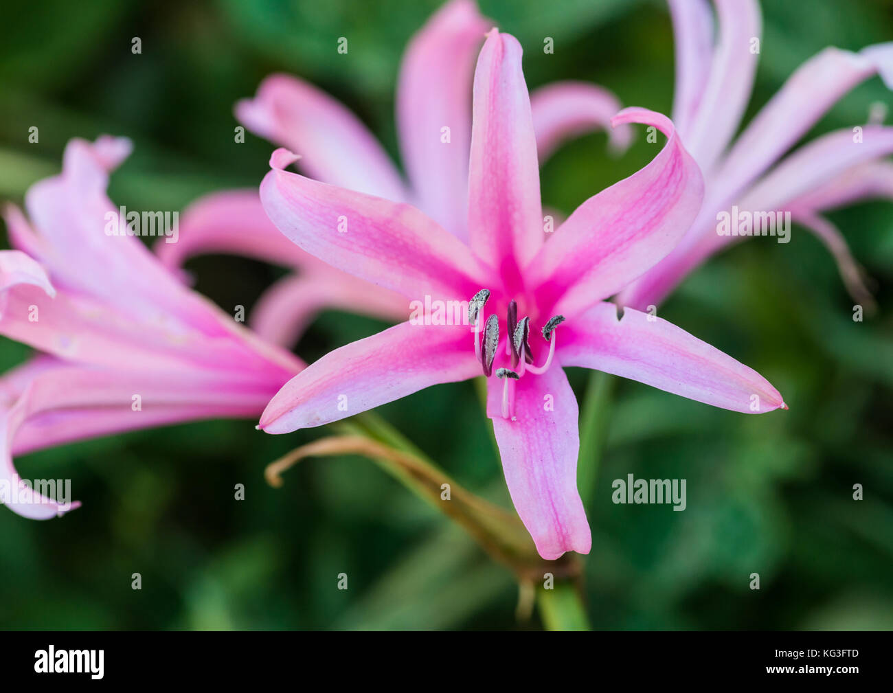 Nerine bowdenii lily hi-res stock photography and images - Alamy