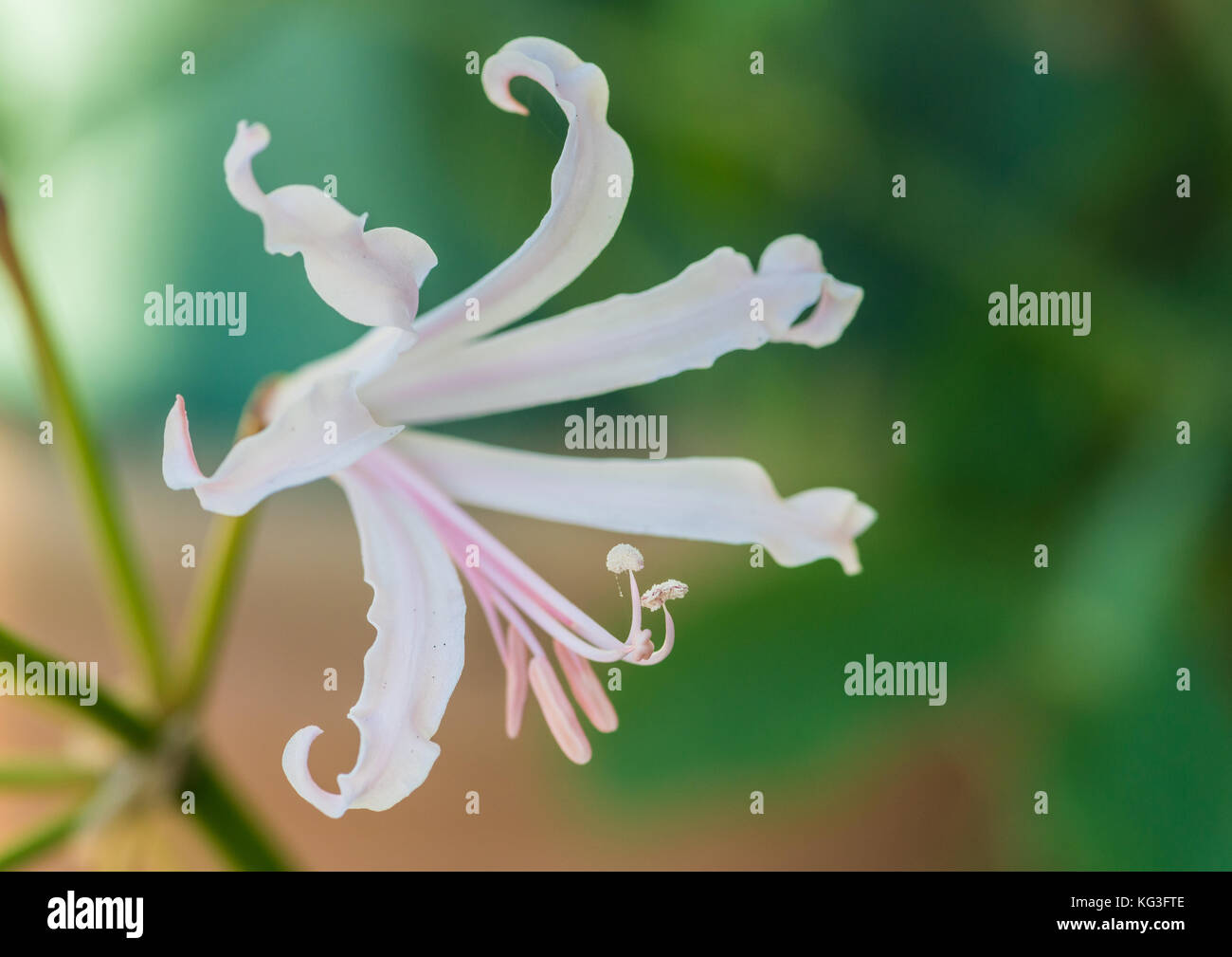 Nerine bowdenii lily hi-res stock photography and images - Alamy