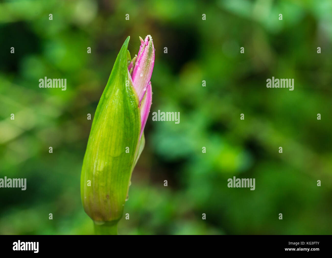 A macro shot of a pink nerine flower bud Stock Photo - Alamy