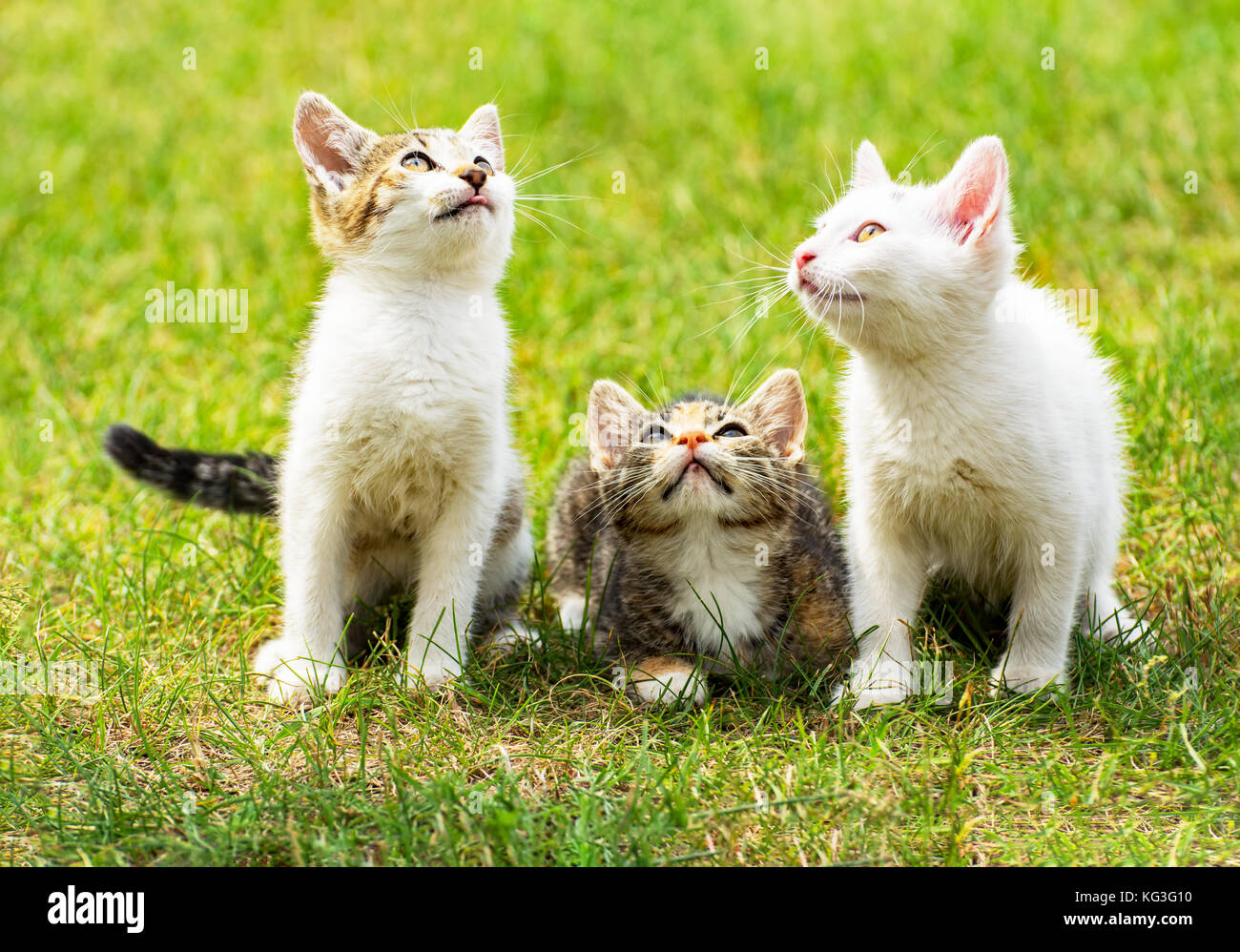 Three kittens grass hi-res stock photography and images - Alamy