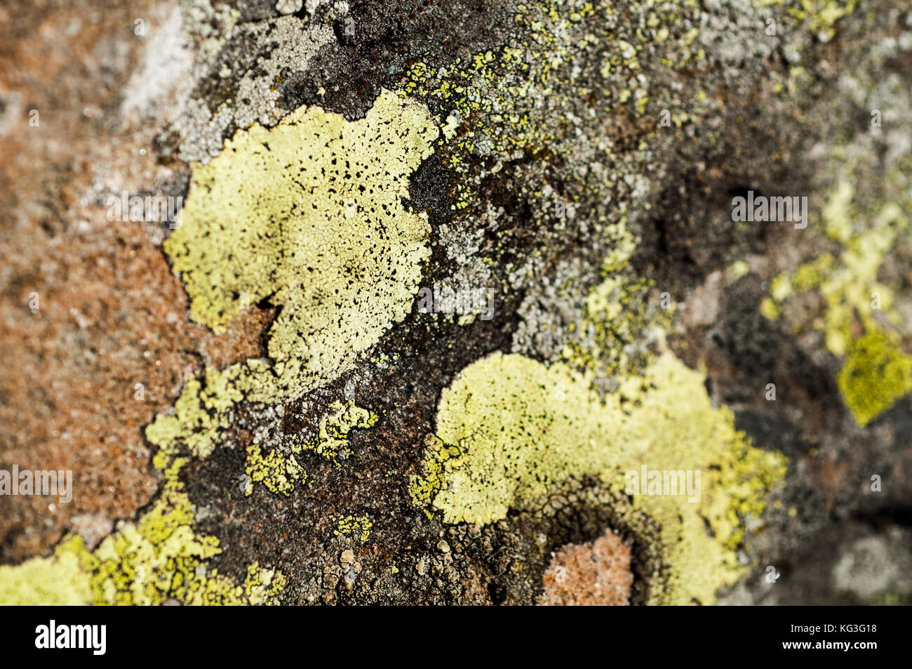 Lichens on the rock Stock Photo - Alamy