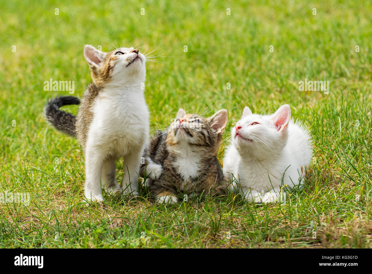 Three cute kittens on the grass, all looking up Stock Photo - Alamy