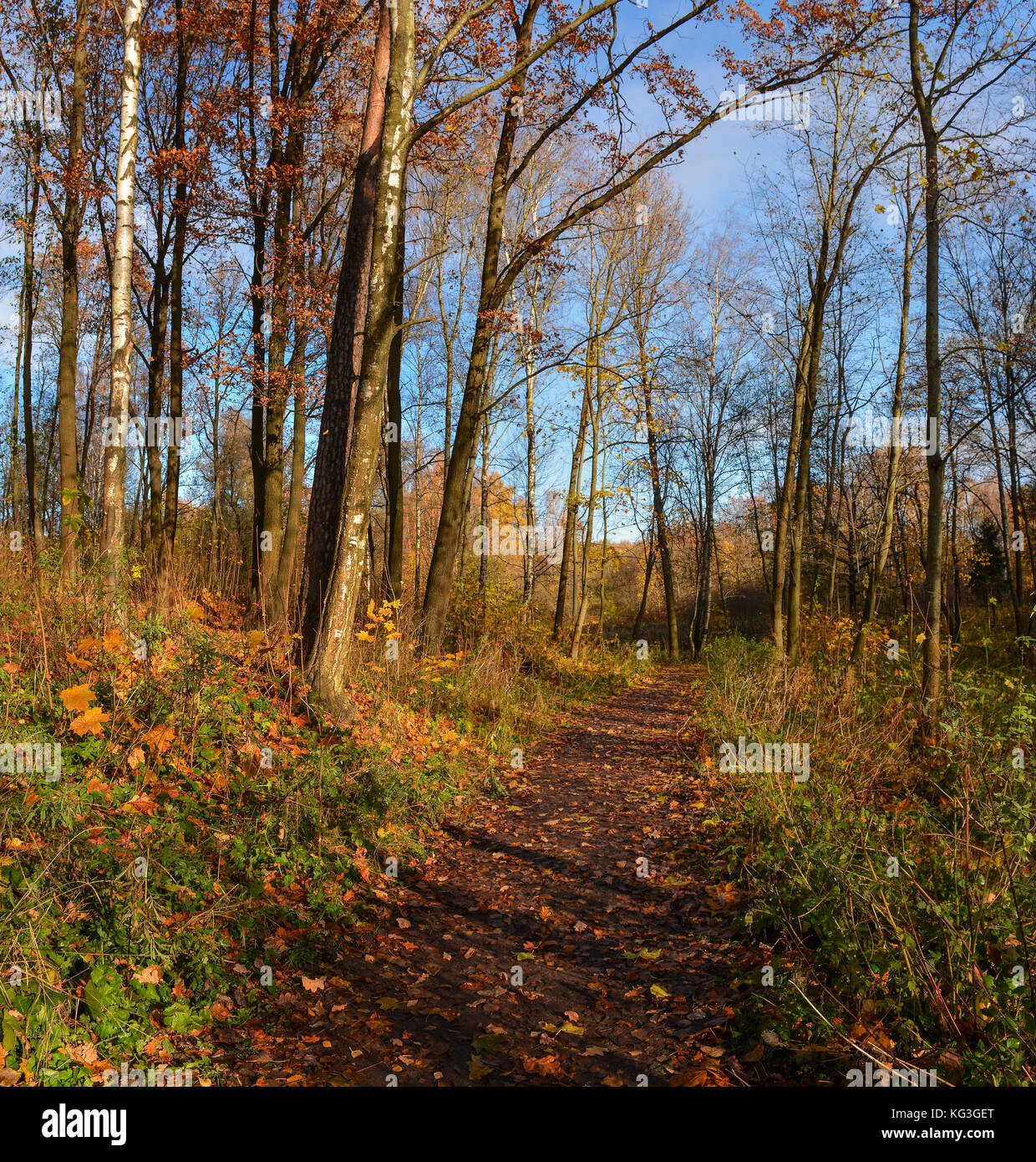 Golden autumn in the forest Park Stock Photo - Alamy