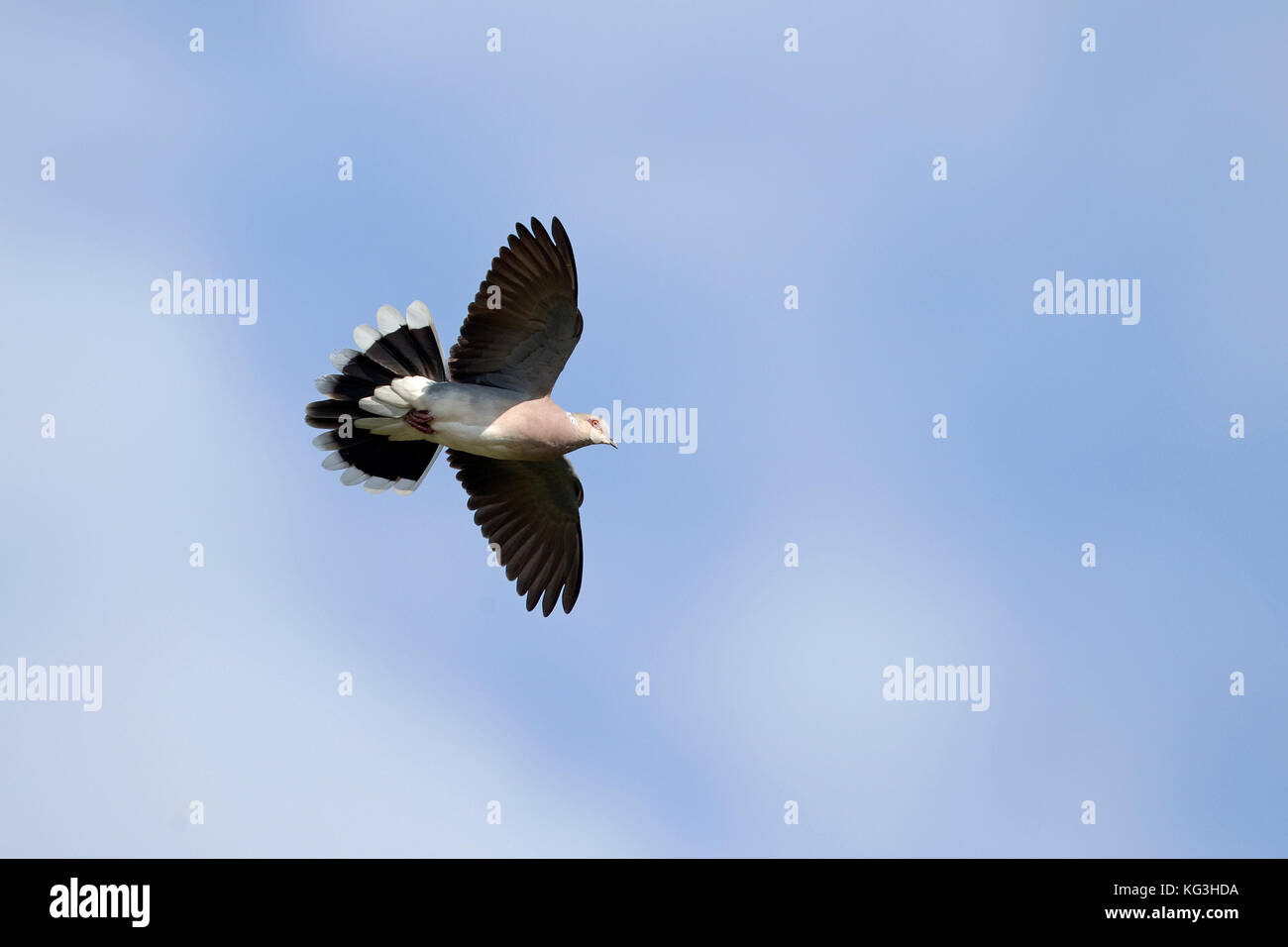 Turtle dove flying hi-res stock photography and images - Alamy