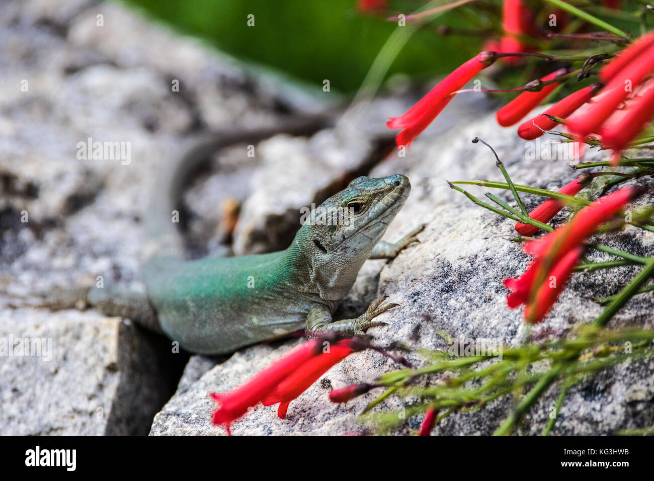 Sicilian lizard hi-res stock photography and images - Alamy