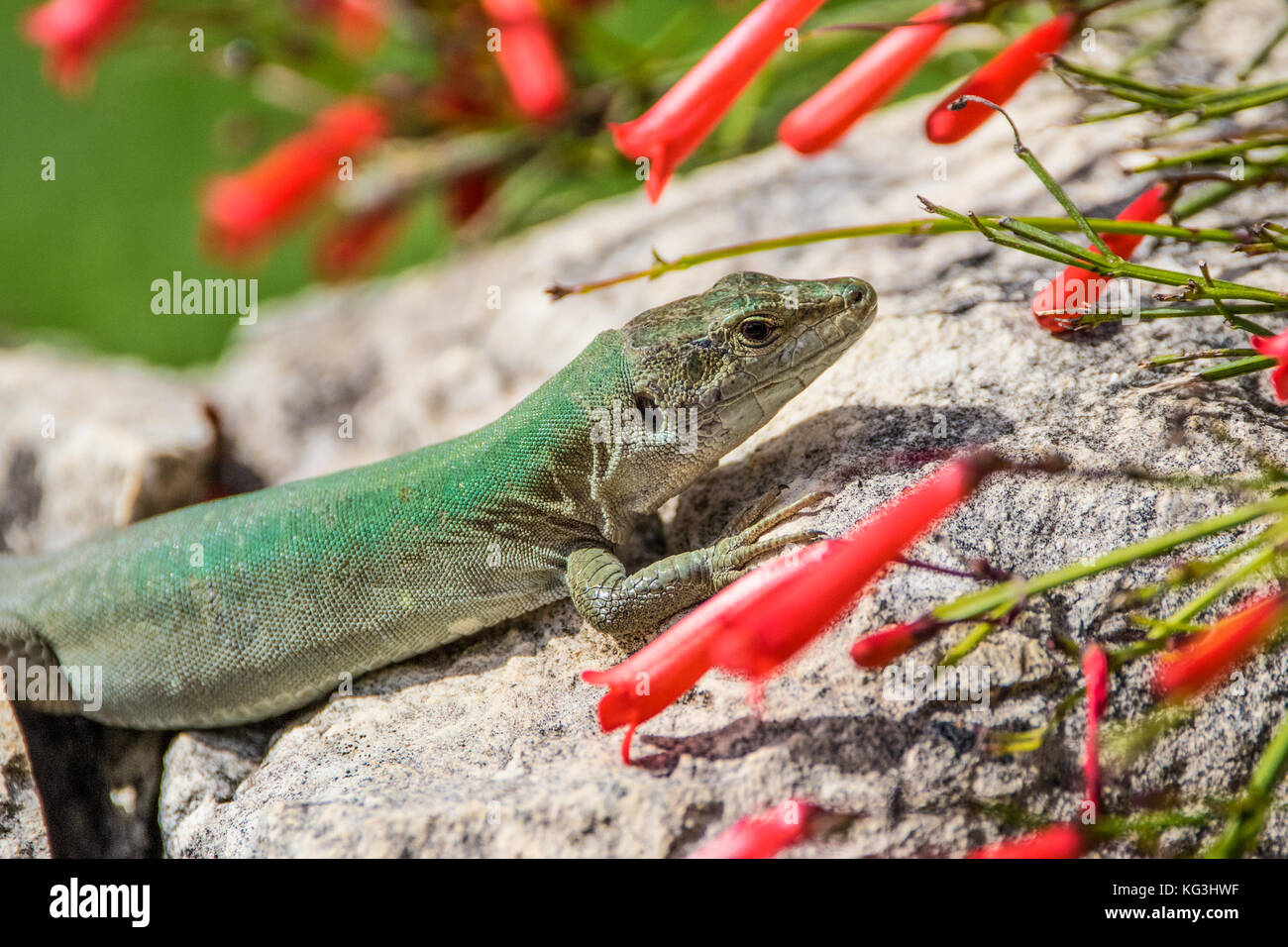 Sicilian lizard hi-res stock photography and images - Alamy