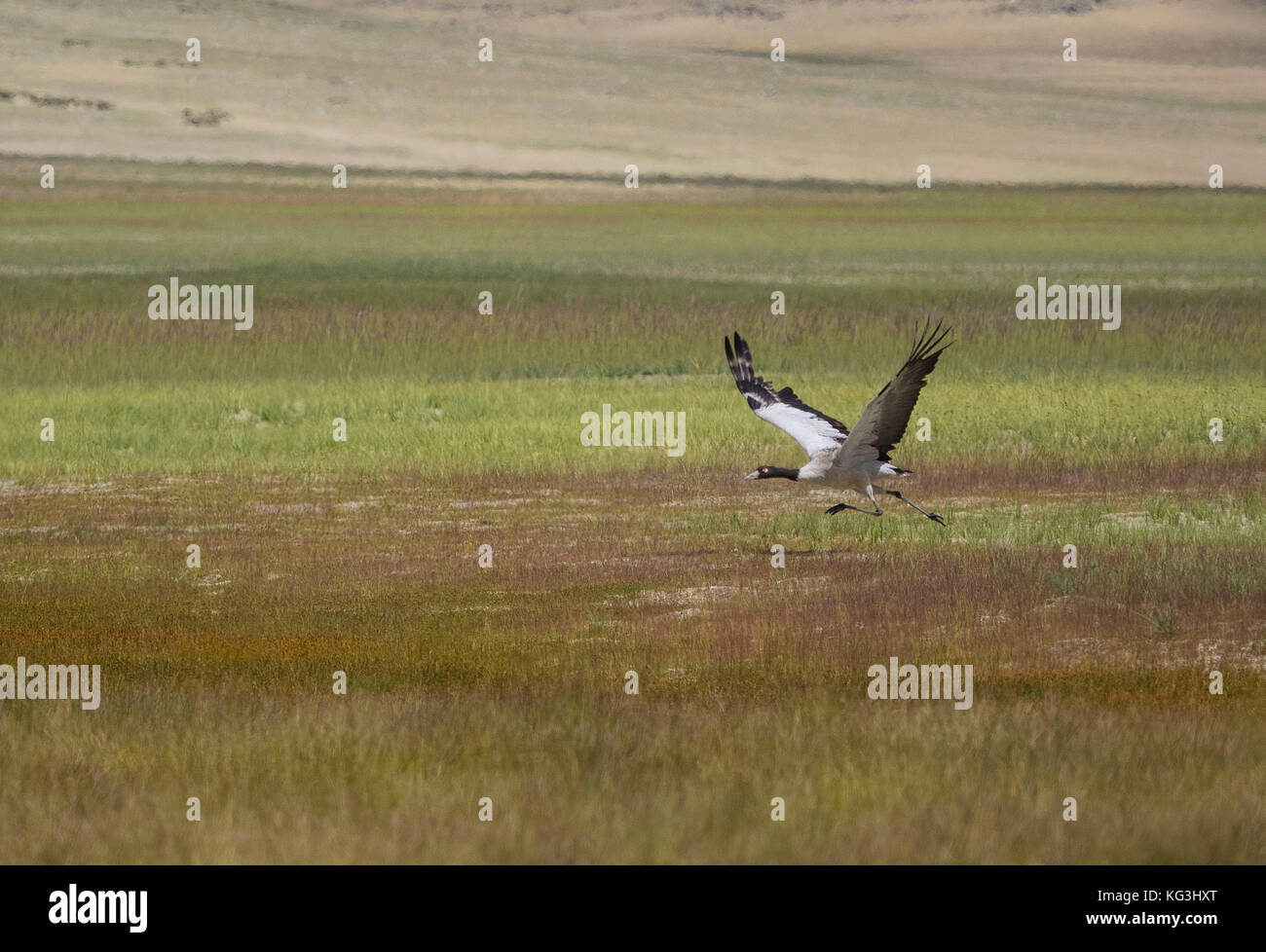 Large wild white bird with feathers on its wings on long legs running ...