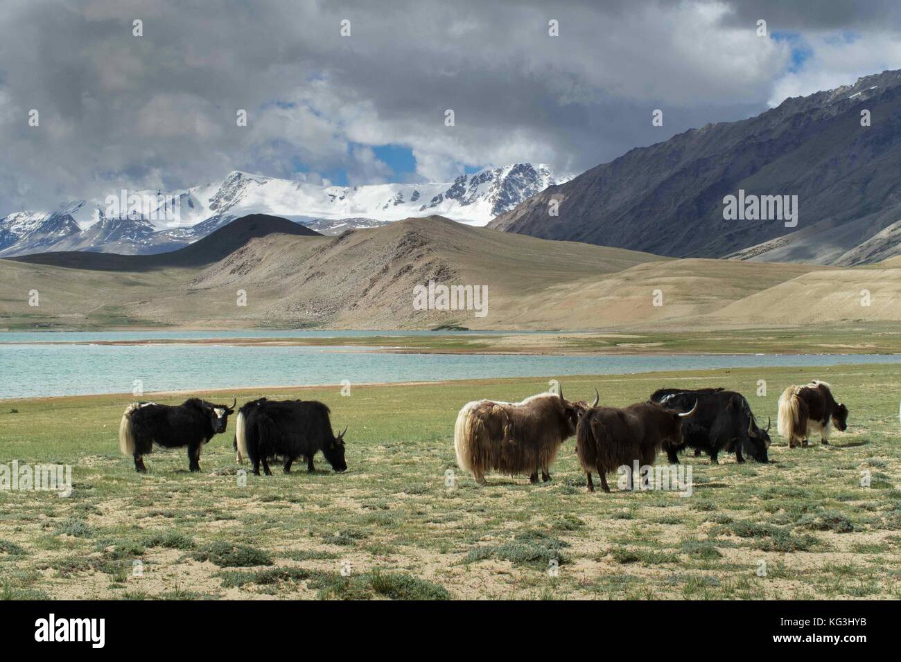 Herd of wild Tibetan yaks grazes on green pastures on the shore of the ...