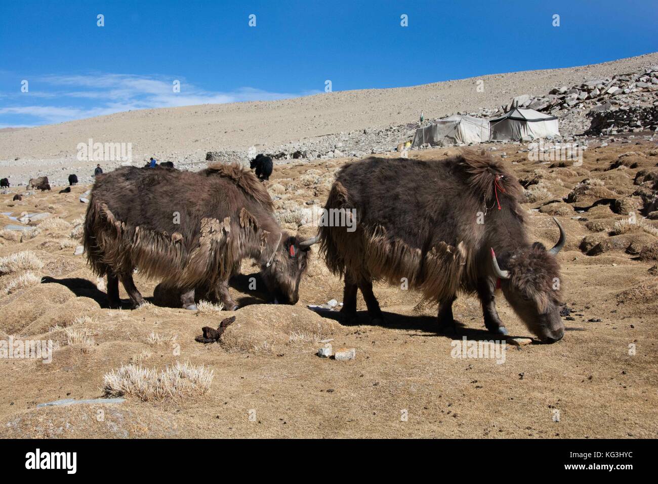 Two Tibetan yaks with brown long wool, sharp curved horns graze near ...