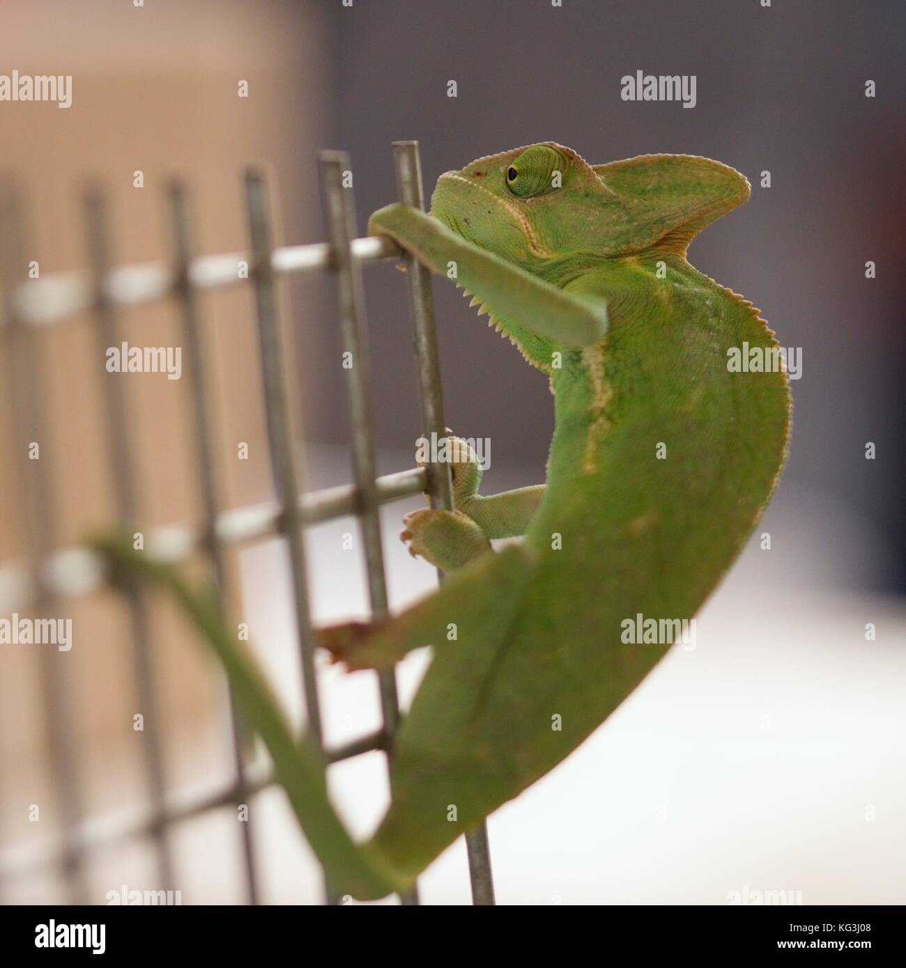 Green chameleon crawling on metal grill Stock Photo - Alamy