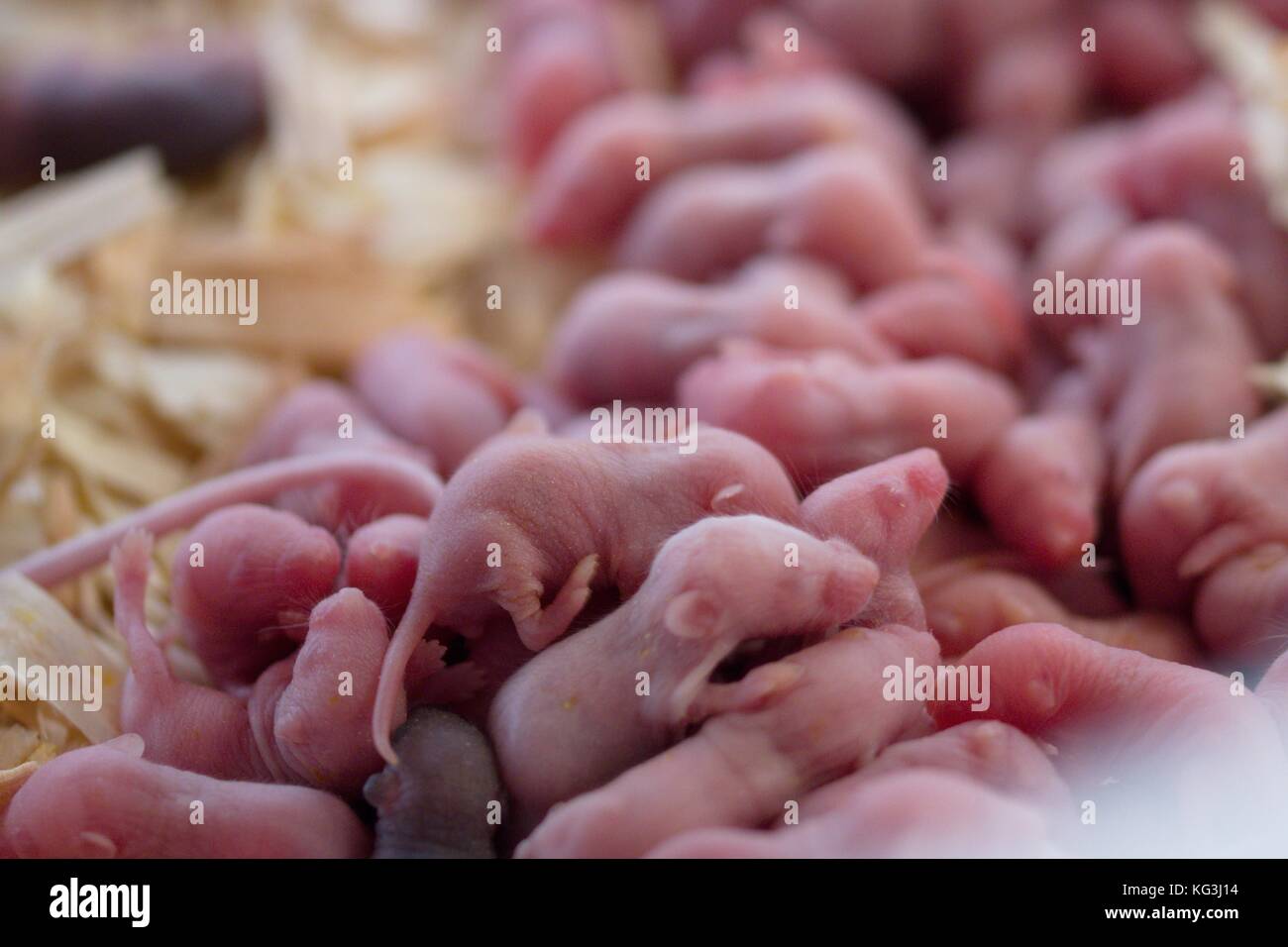 Young bare mice to feed a snake or lizard Stock Photo - Alamy