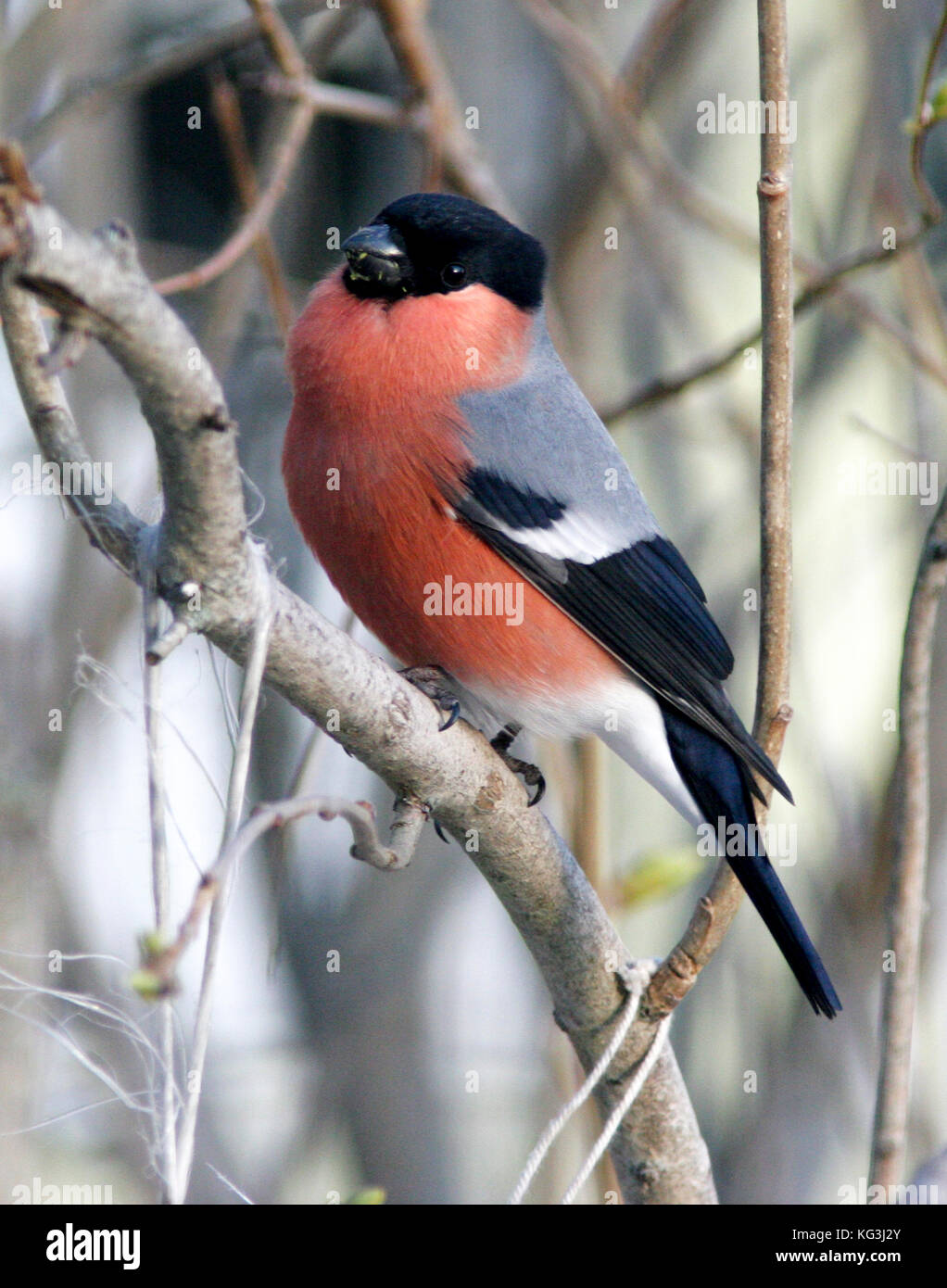 Common bullfinch hi-res stock photography and images - Alamy