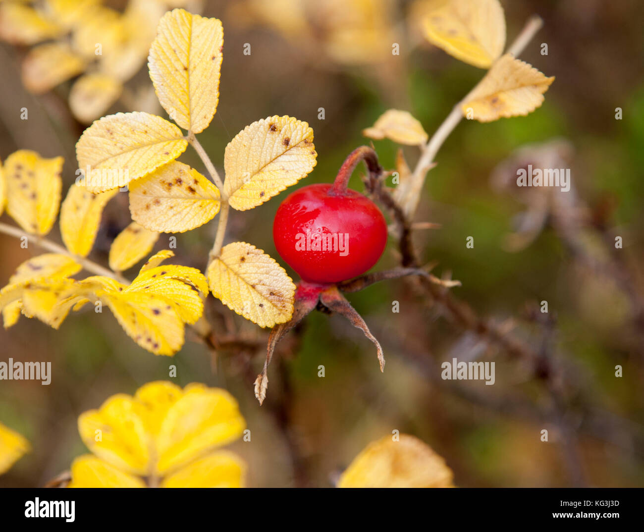 ROSE HIP or Rose haw on plant in autumn 2017 Stock Photo - Alamy