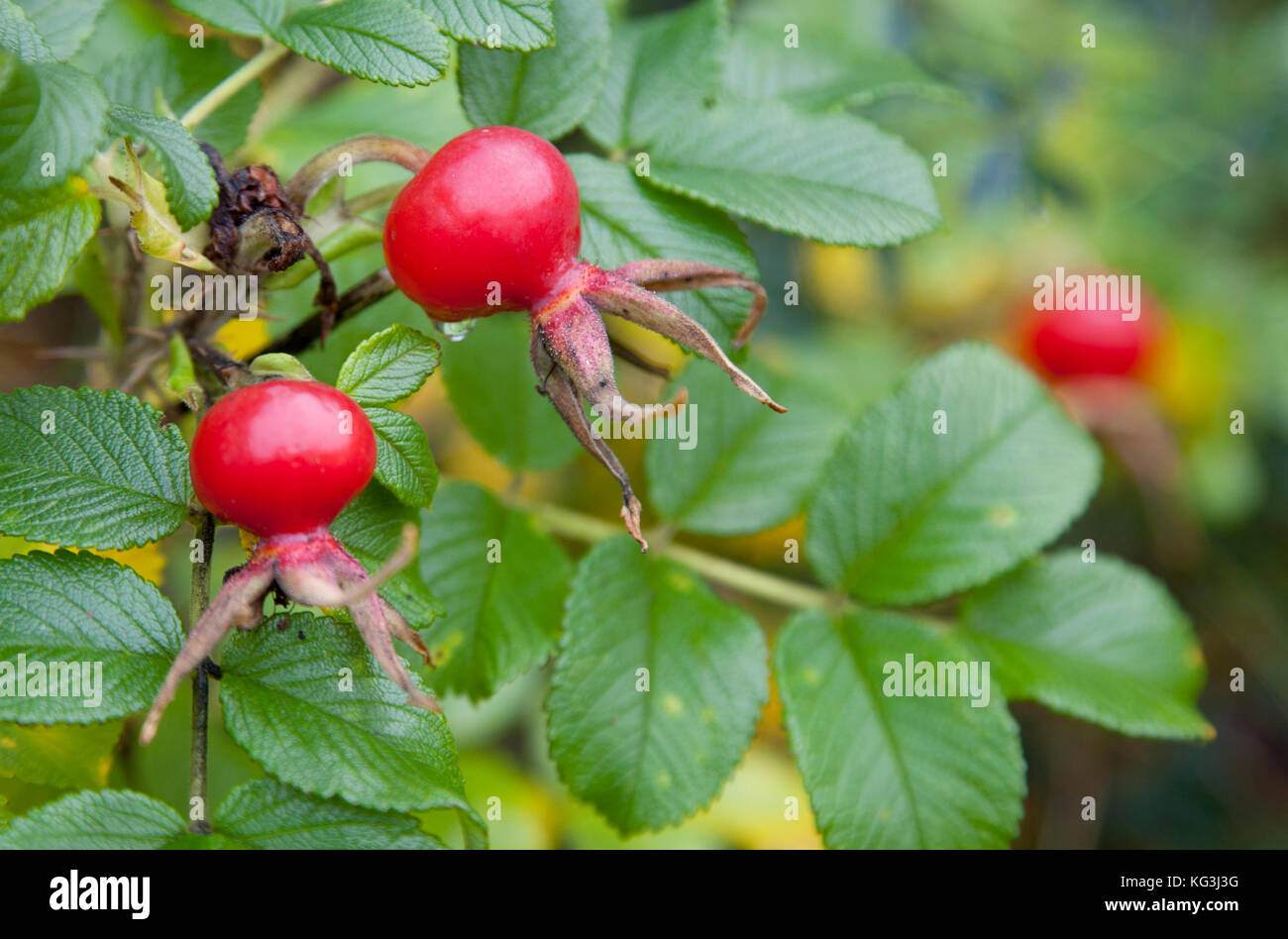 Plant fruit bush hi-res stock photography and images - Alamy