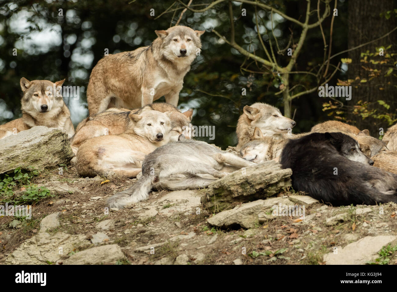 Grey wolf standing on rocks hi-res stock photography and images - Alamy