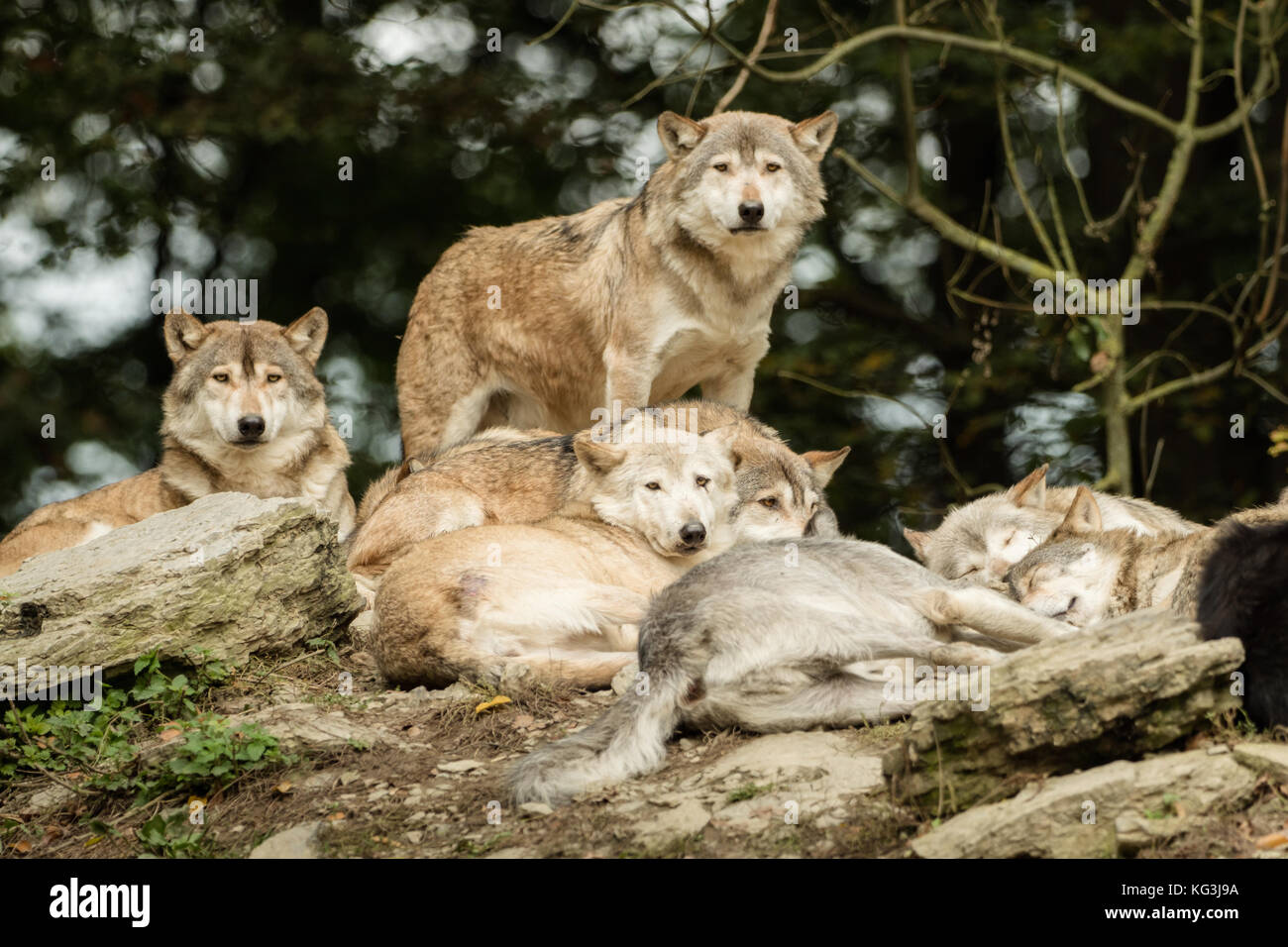 Wolf Pack High Resolution Stock Photography and Images - Alamy