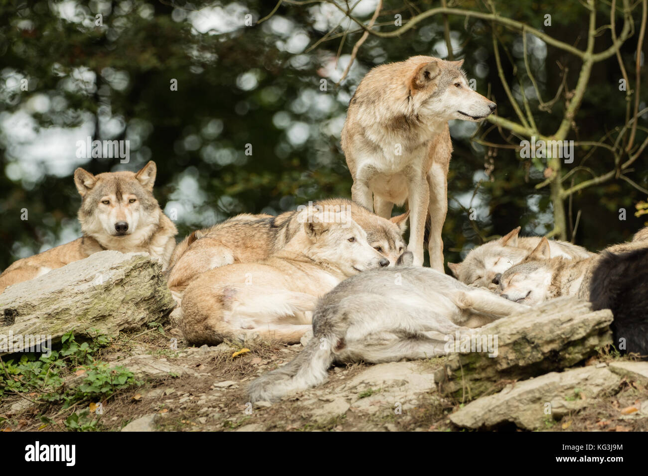 Grey wolf standing on rocks hi-res stock photography and images - Alamy