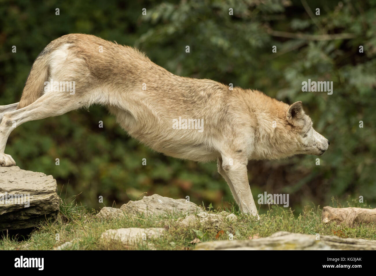 Wolf nose close up hi-res stock photography and images - Alamy