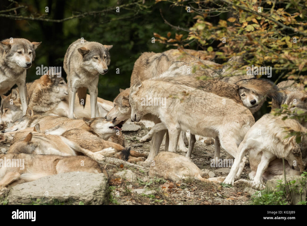 A pack of wolves on a rock Stock Photo - Alamy