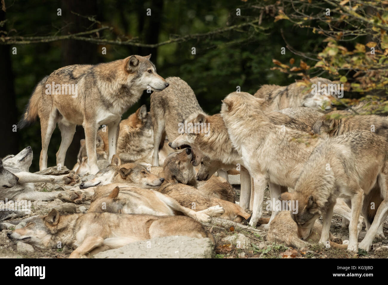 Grey wolf standing on rocks hi-res stock photography and images - Alamy