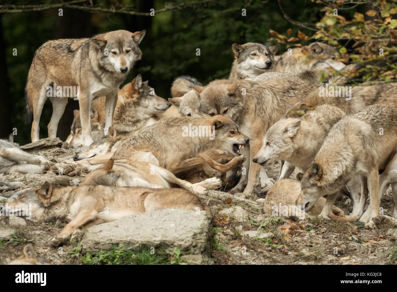 Grey wolf standing on rocks hi-res stock photography and images - Alamy
