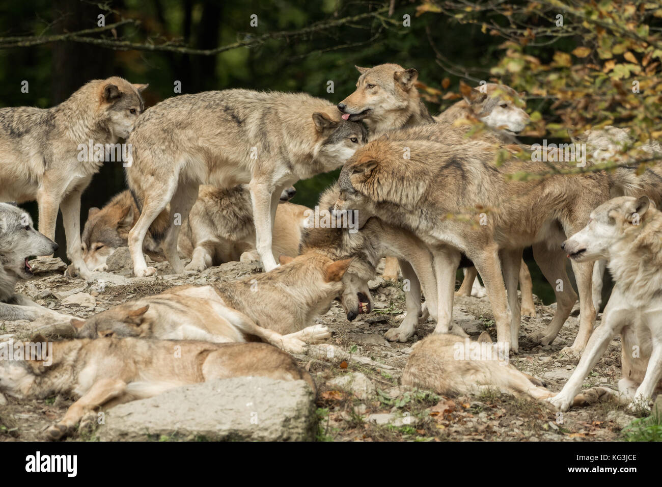 Grey wolf standing on rocks hi-res stock photography and images - Alamy