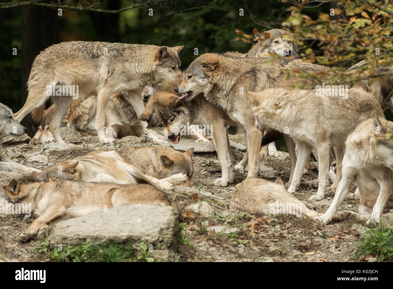 Grey wolf standing on rocks hi-res stock photography and images - Alamy