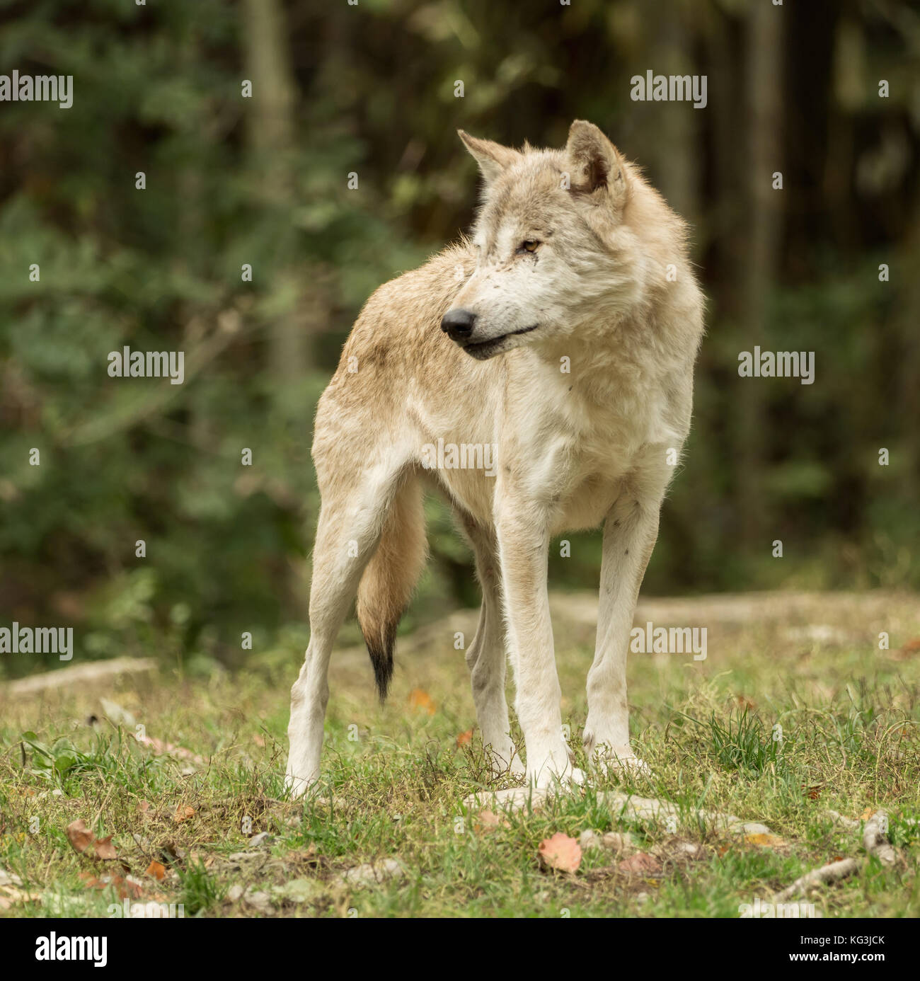 Wolf looking around tree hi-res stock photography and images - Alamy