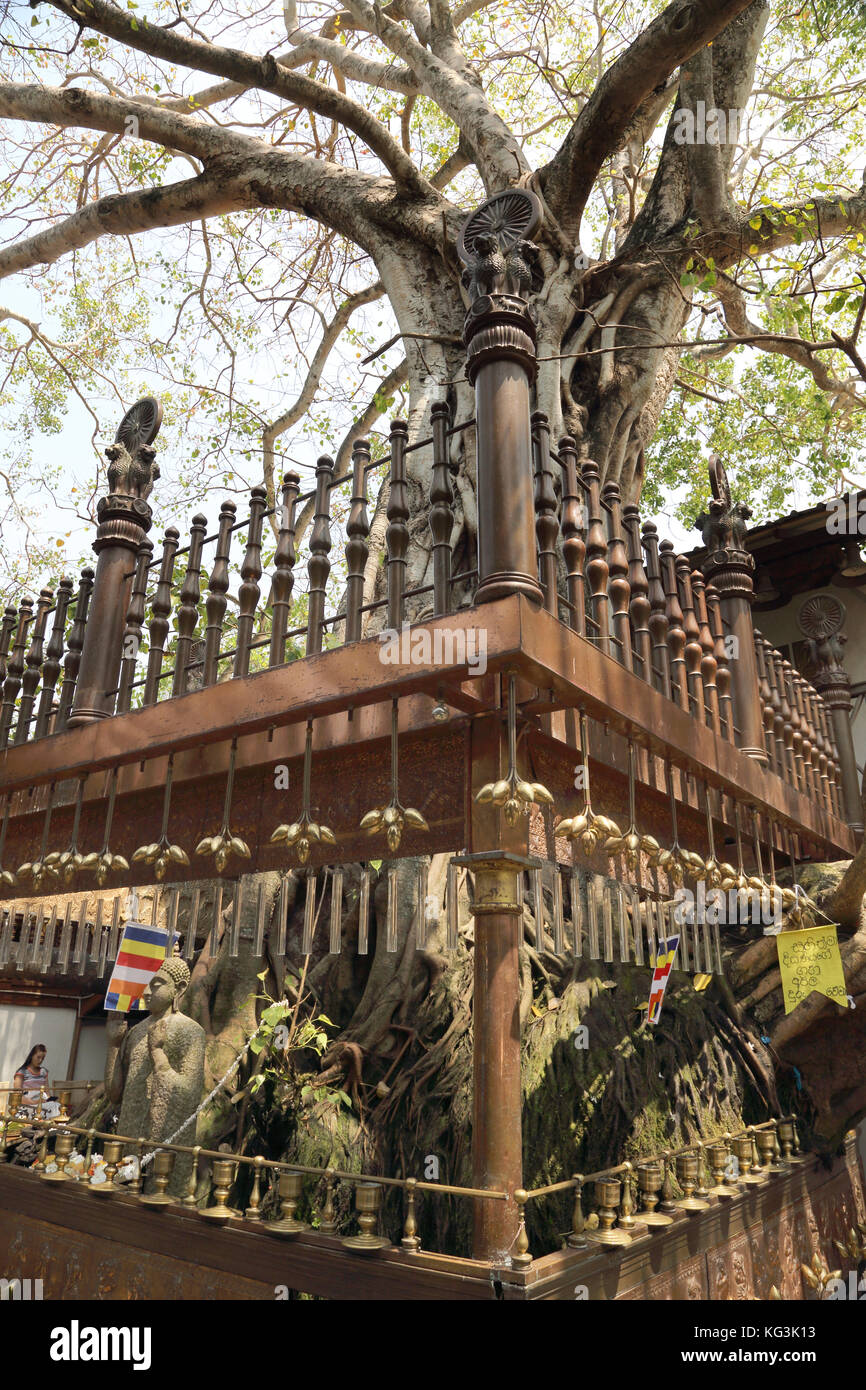 Colombo Sri Lanka Slave Island Gangaramaya Temple Bo Tree with raised ...