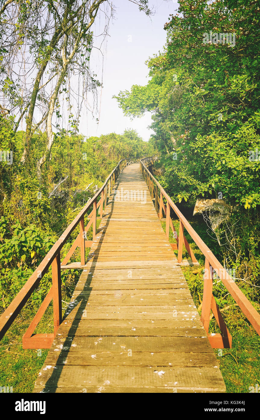 Suspended walkway made of boards of wood surrounded by nature of ...