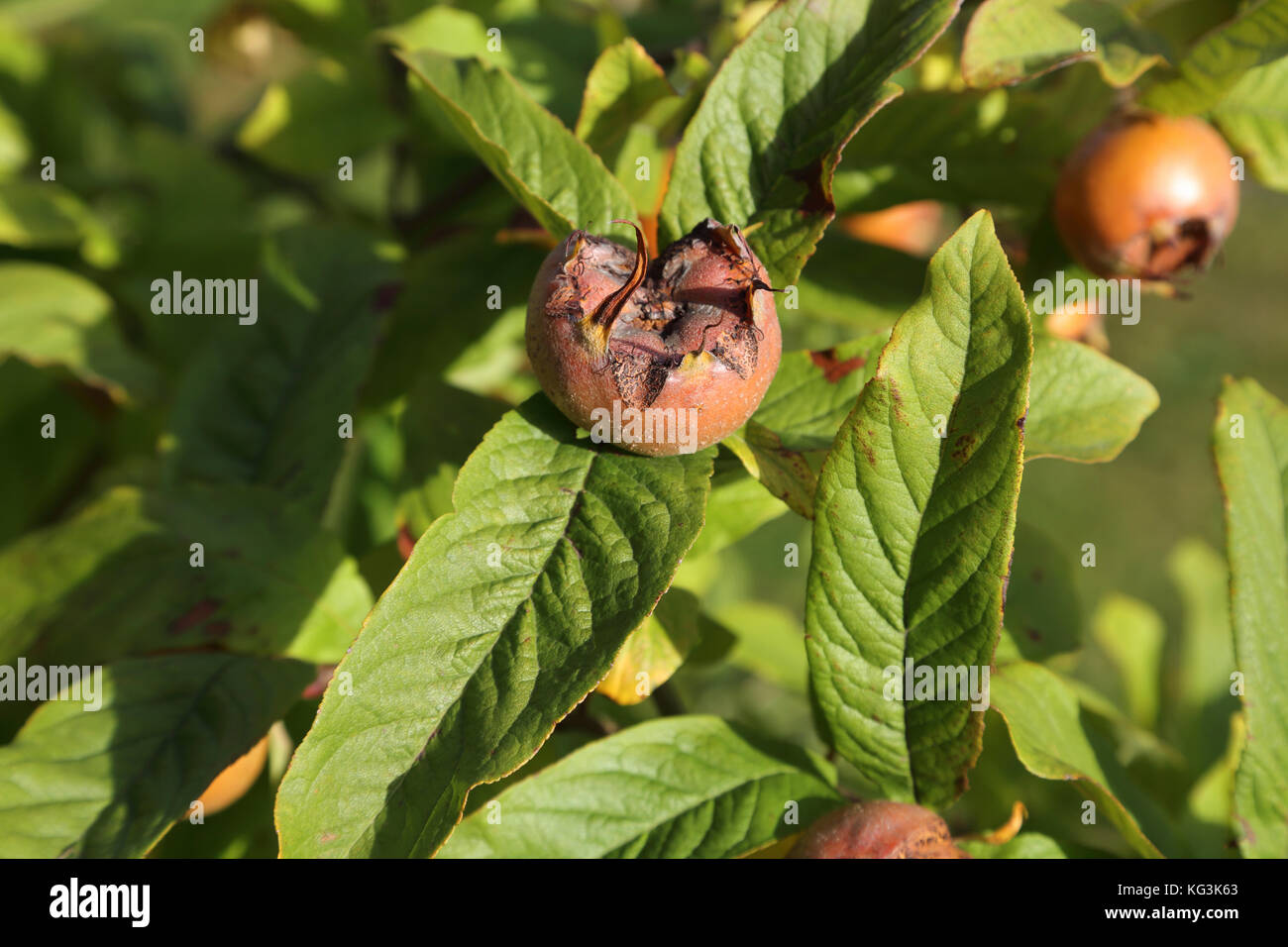 Medlar Fruit Growing On tree In A Garden Surrey England Stock Photo - Alamy