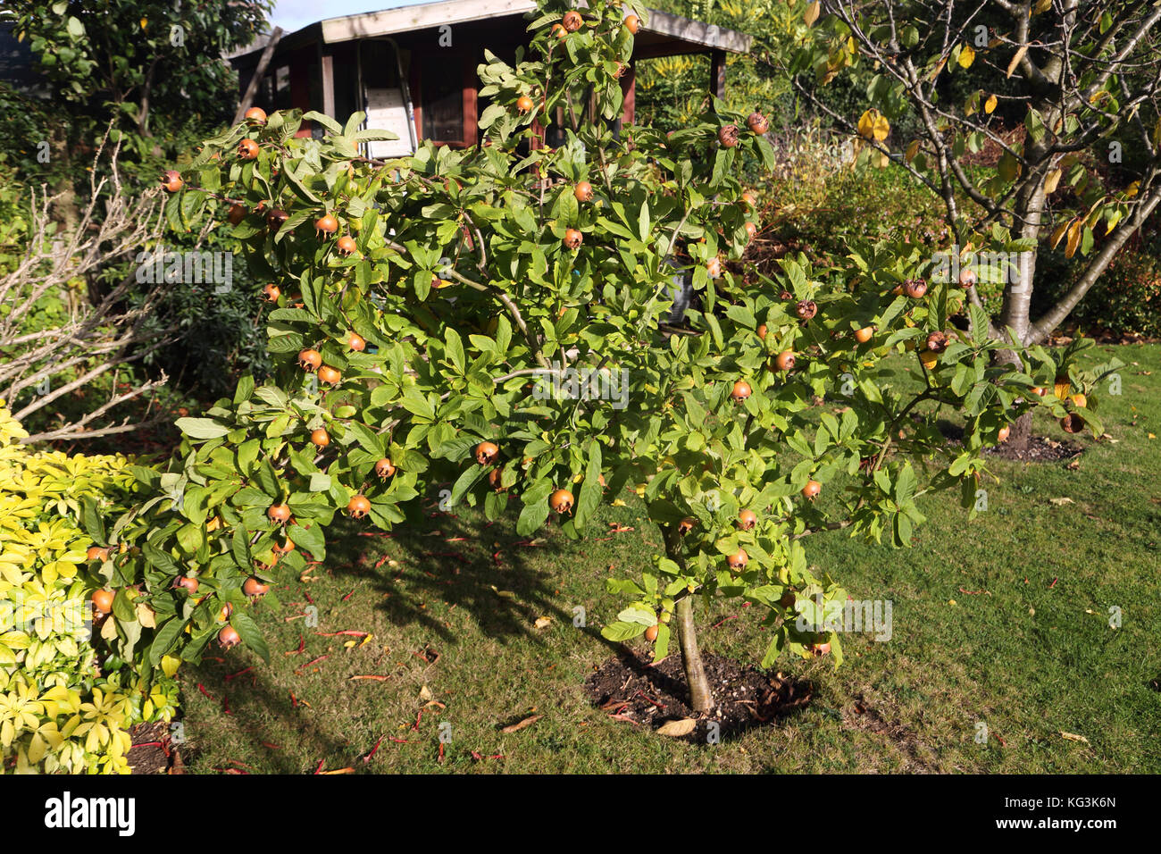 Medlar Fruit Growing On tree In A Garden Surrey England Stock Photo - Alamy