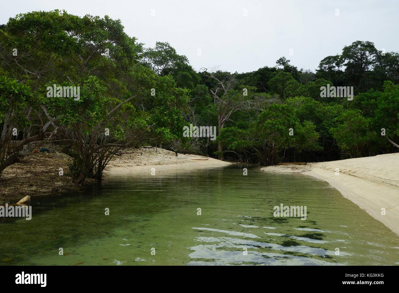 Mangroves on the beach of Mogo Mogo island, Saboga, Panama Stock Photo ...