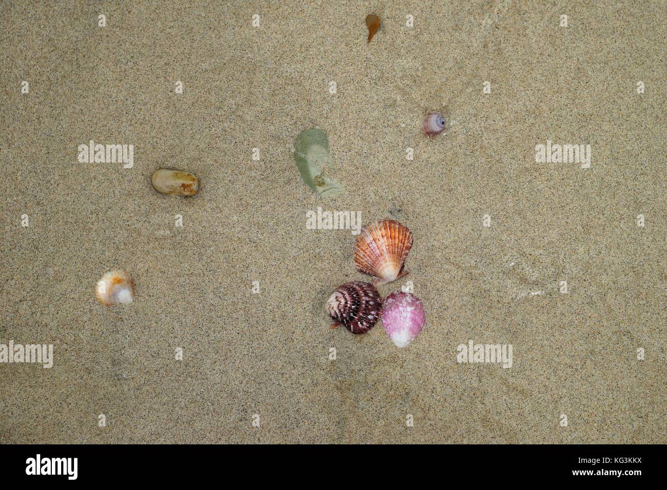 Colorful sea shells in the sand top view Stock Photo - Alamy