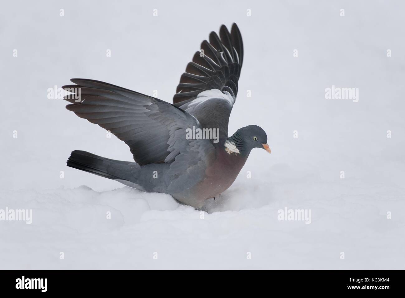 Wood pigeon with wings spread Stock Photo - Alamy