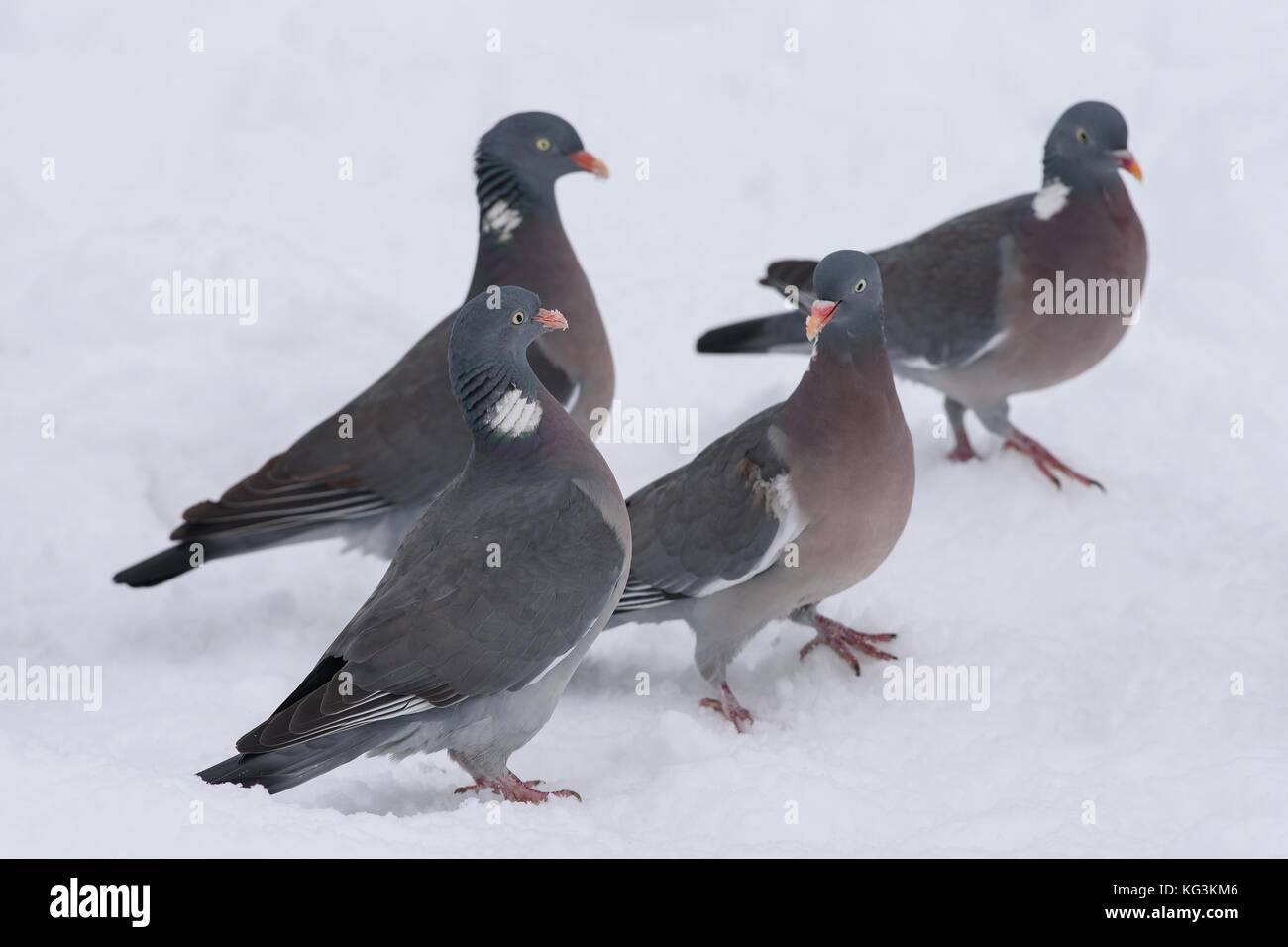 Wood pigeon to fight Stock Photo - Alamy