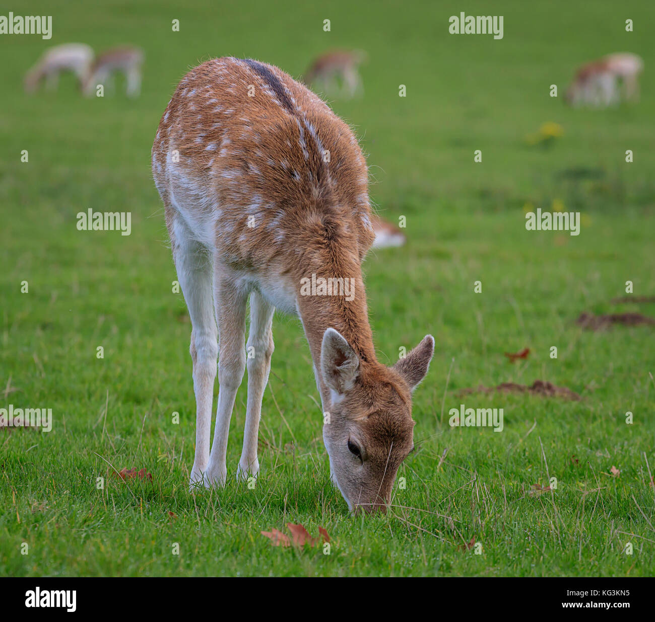 Fallow Deer - Dama Dama Stock Photo - Alamy