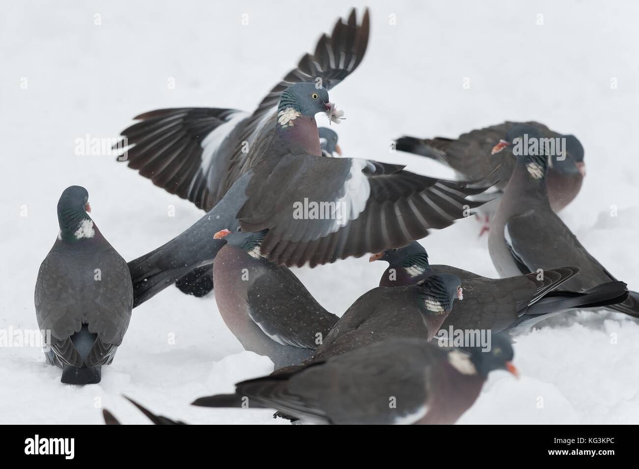 Wood pigeon to fight Stock Photo - Alamy