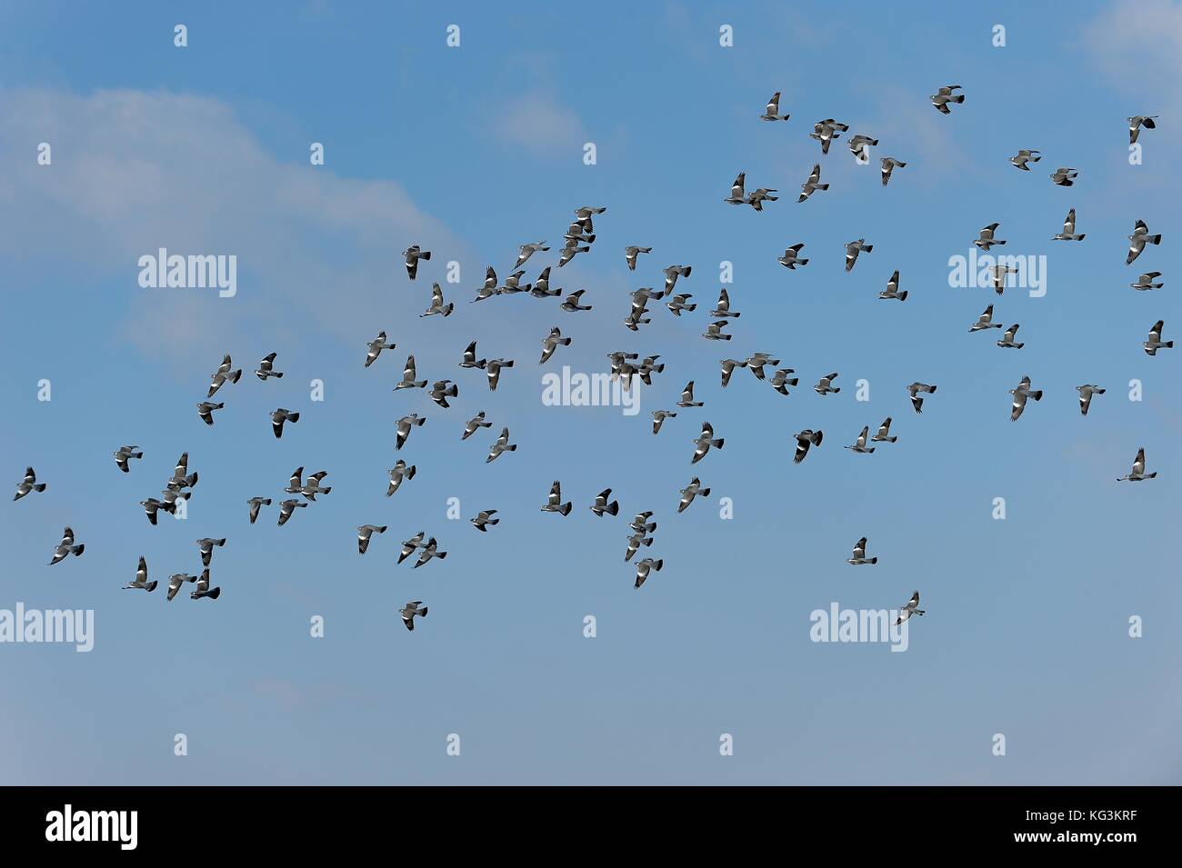 Group of pigeon hi-res stock photography and images - Alamy
