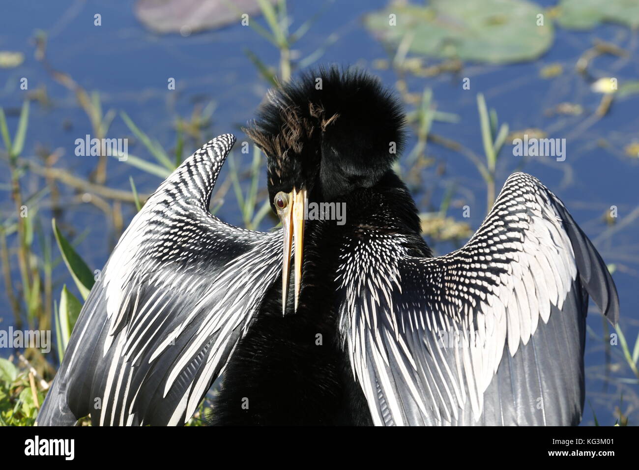 Anhinga, Everglades National Park, Florida Stock Photo - Alamy