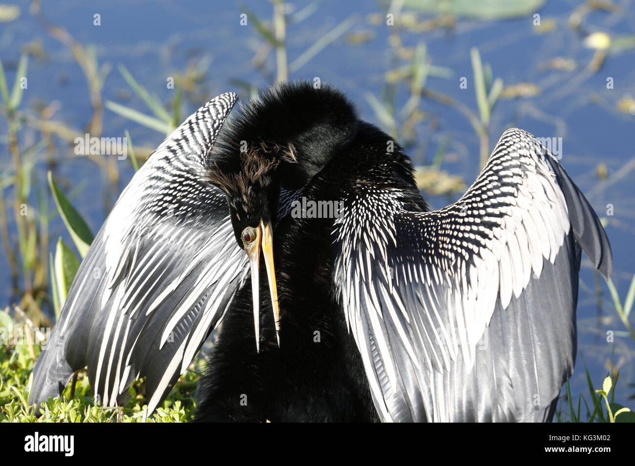 Anhinga, Everglades National Park, Florida Stock Photo - Alamy