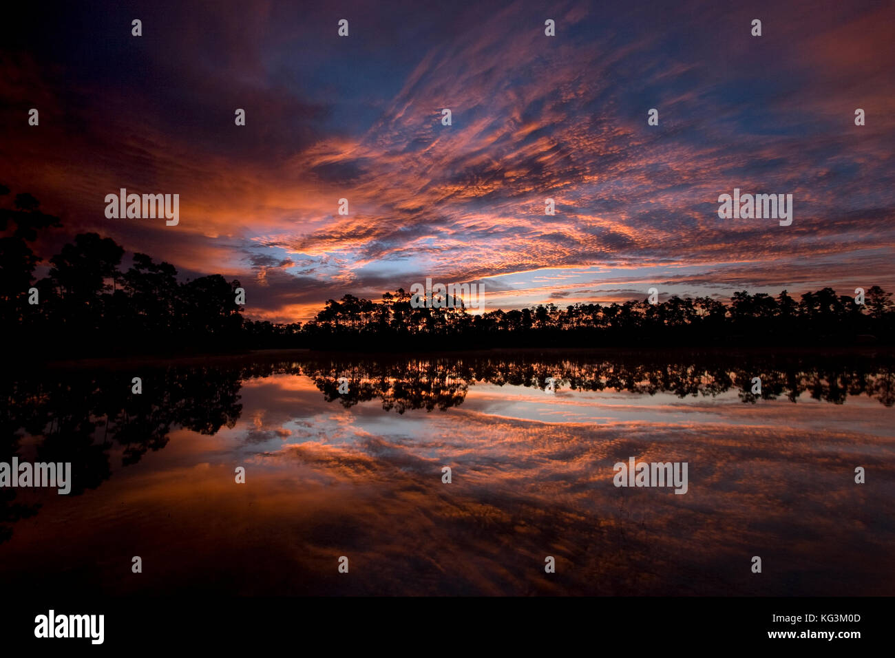Long pine key hi-res stock photography and images - Alamy