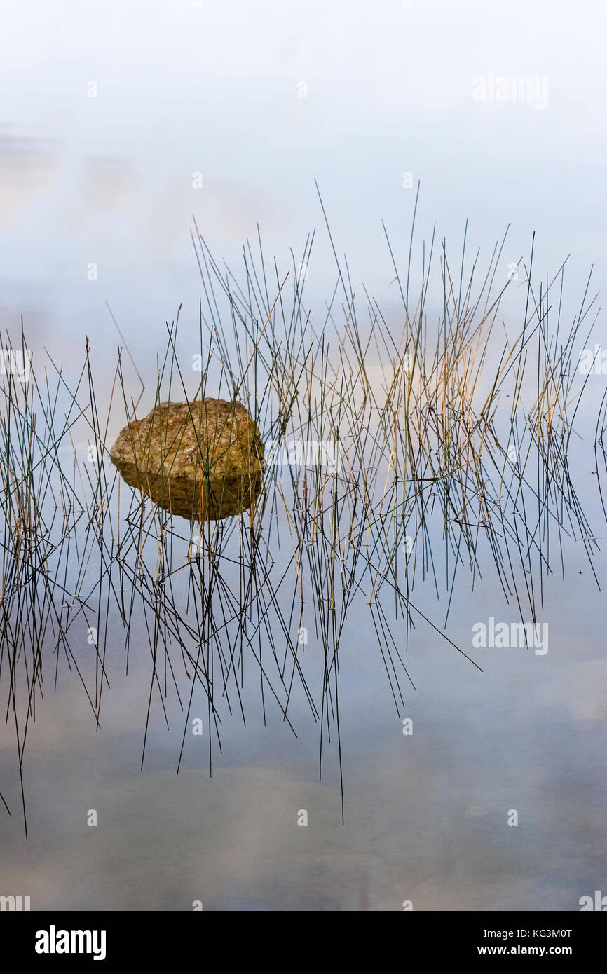 Still dawn with rock and reeds, Everglades National Park, Florida Stock ...