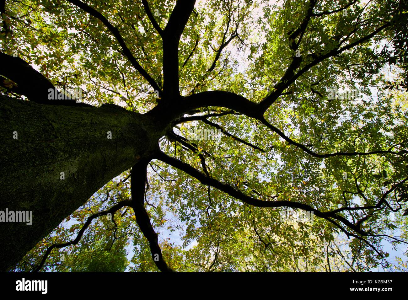 Copa de árvore na Primavera Stock Photo - Alamy