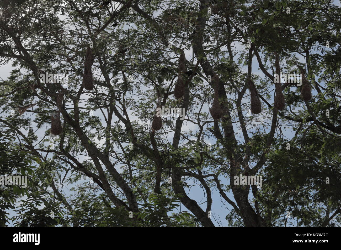 Birds and nests on a tree Stock Photo - Alamy