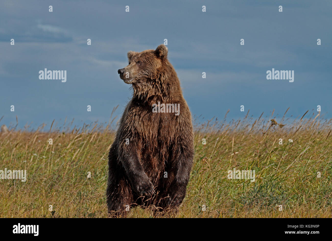 Grizzly bear standing upright hi-res stock photography and images - Alamy