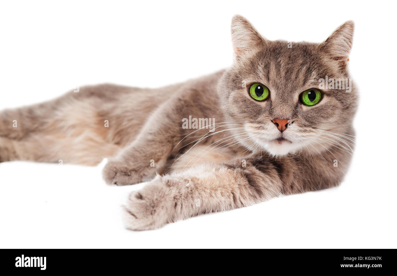 The gray cat lies on one side, a white background. It is isolated on ...